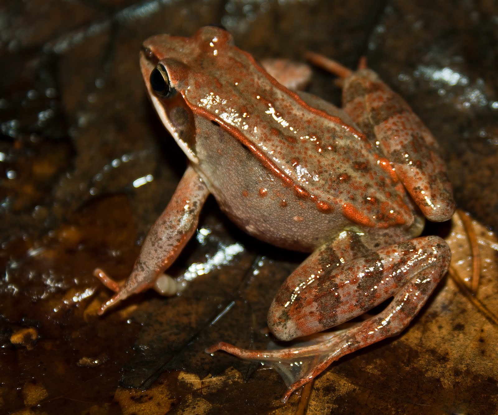 Guernsey Soil & Water Conservation District: Turtles, frogs, snakes ...