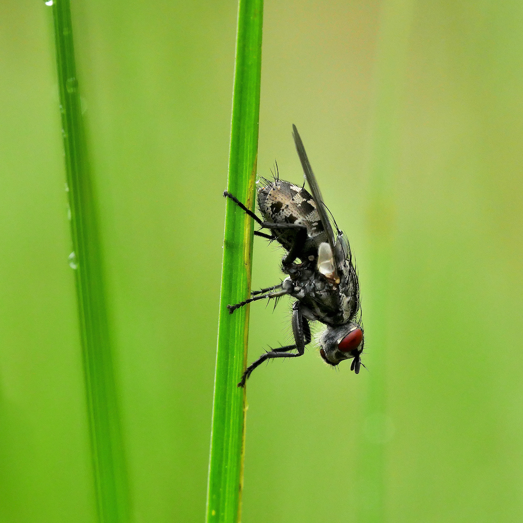 Knuts tips om makrofotografering: The Fly