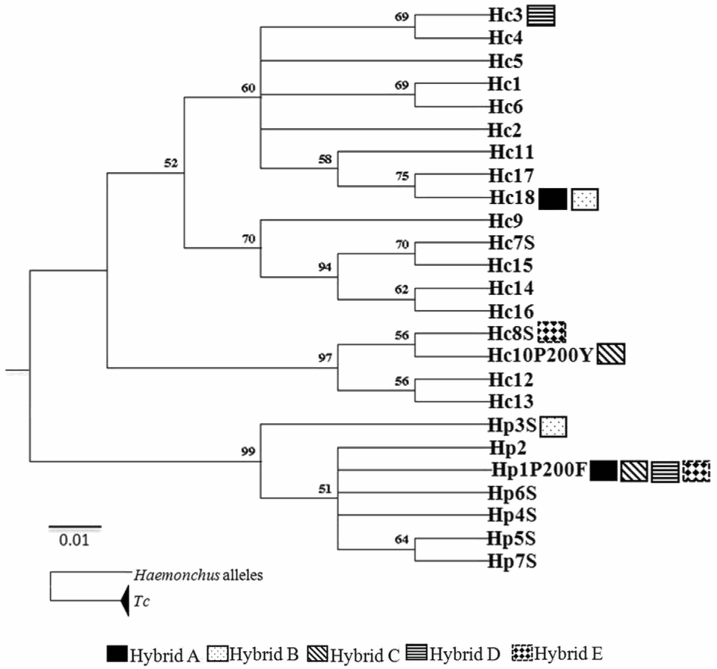 The Genealogical World of Phylogenetic Networks: Using networks, not ...