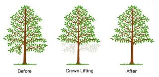 Garden Design - 'Lifting' a Tree's Canopy