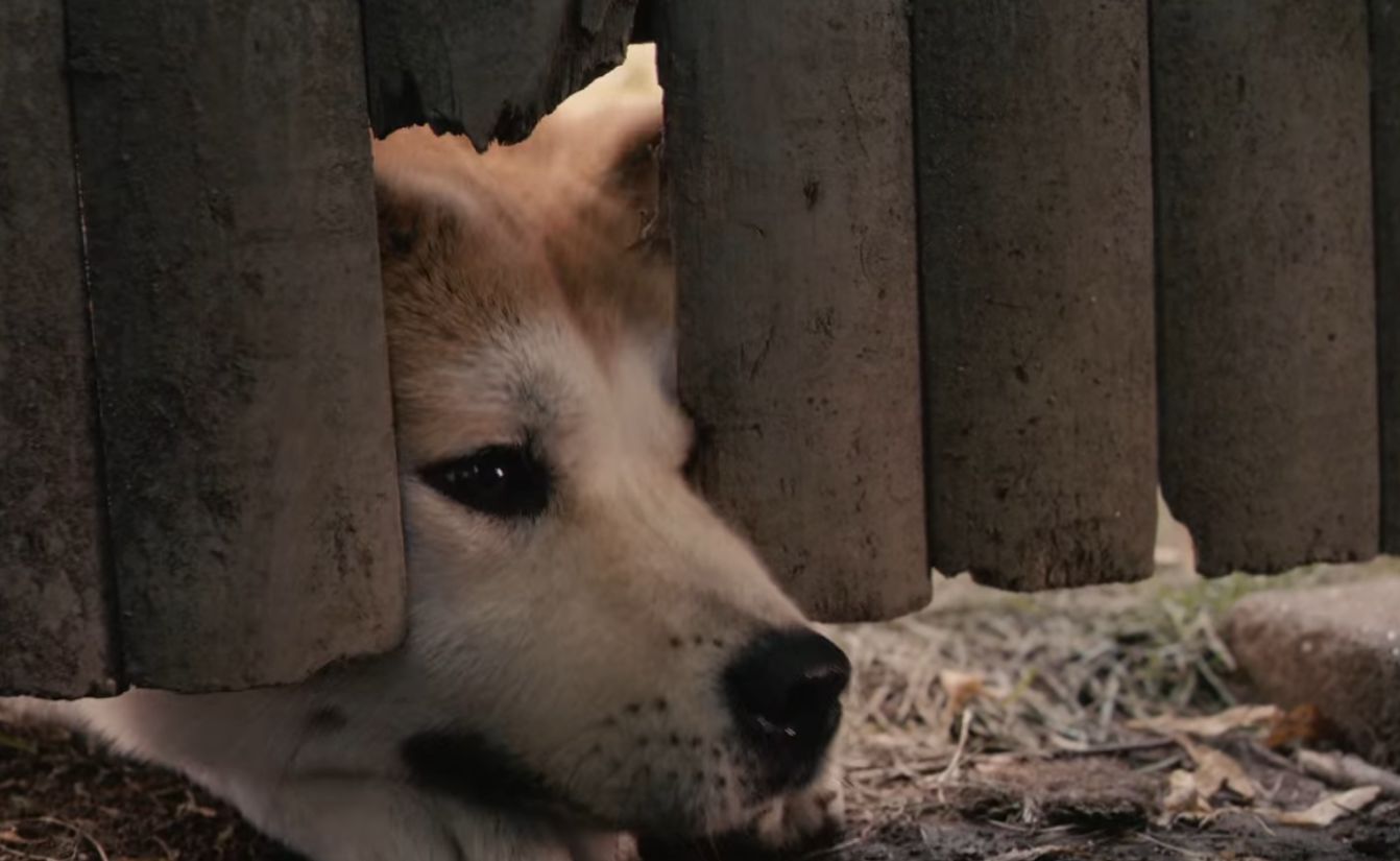 Hachi a dogs tale sad - progressivetaia