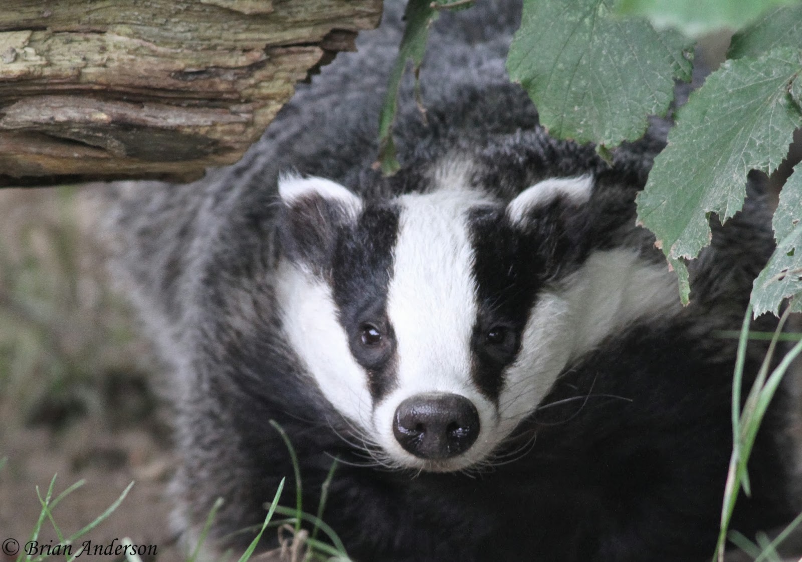 Brian's birding blog: British Wildlife Centre Badgers Brian's birding blog: British Wildlife Centre Badgers