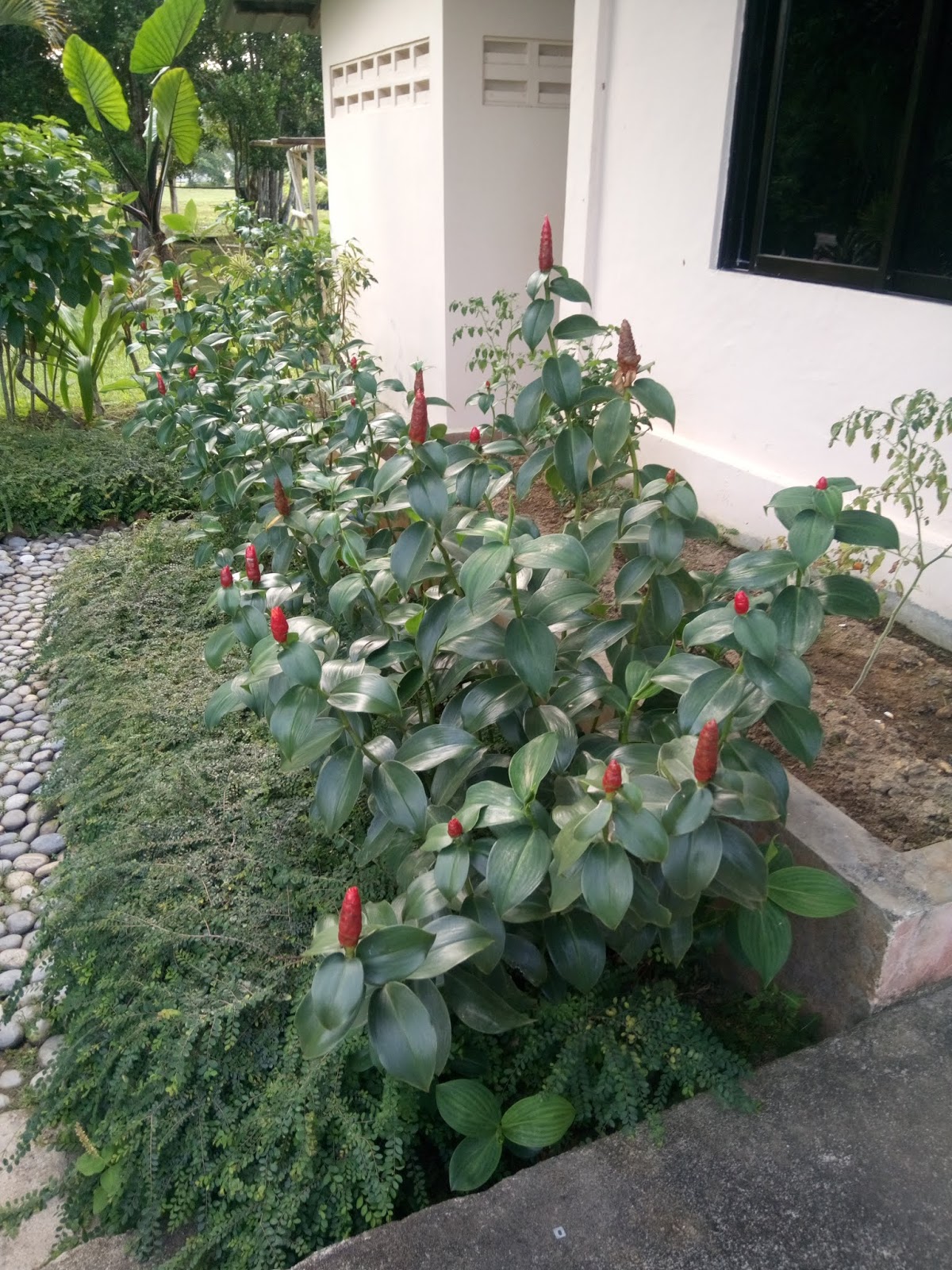 Mari Mengenal Tanaman Pacing