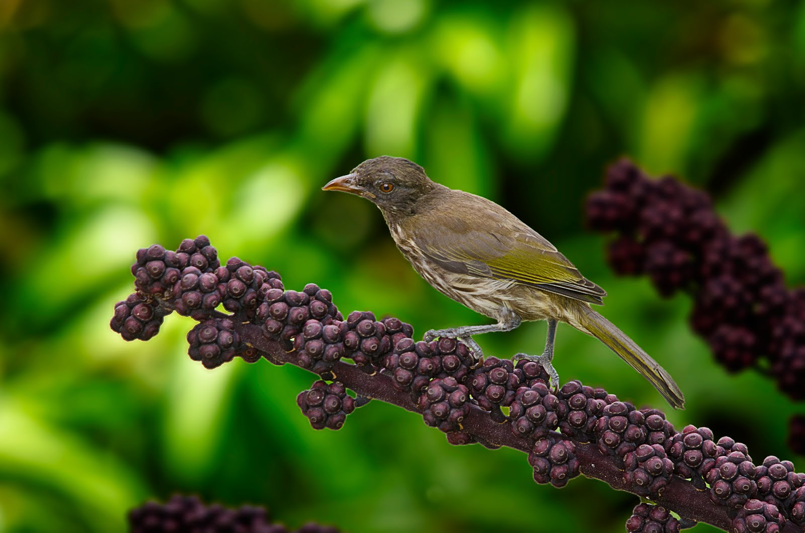 Mi Blog: Cigua Palmera, Dulus dominicus