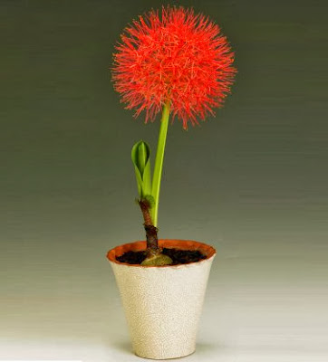 Bunga Desember Merah ( Haemanthus multiflorus )