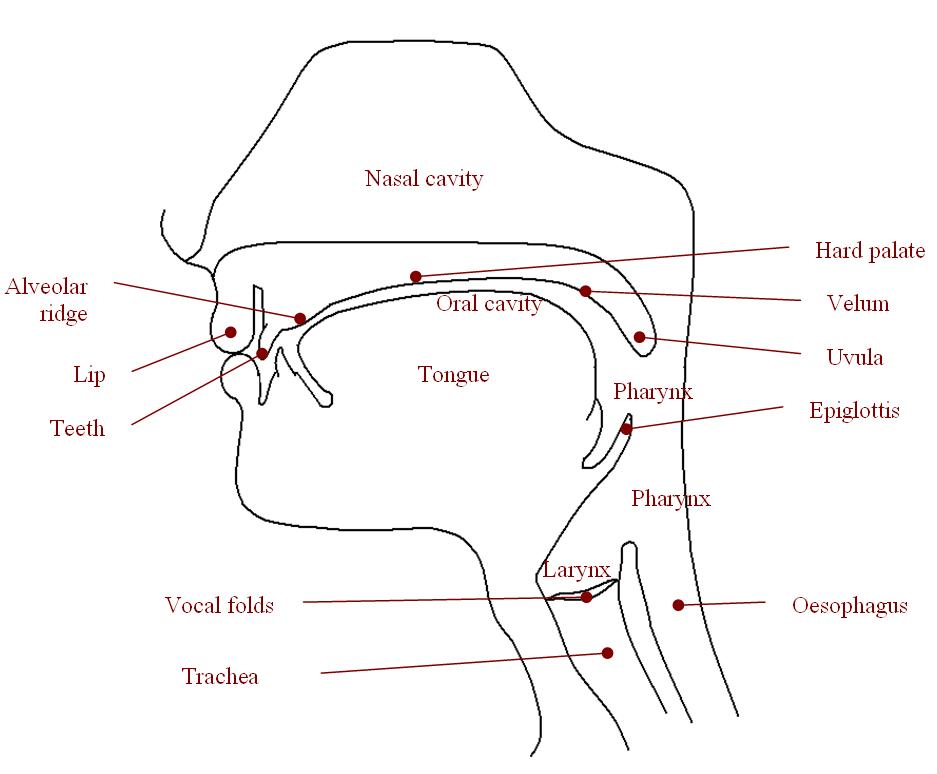 ilmu keguruUAN: phonology articulation