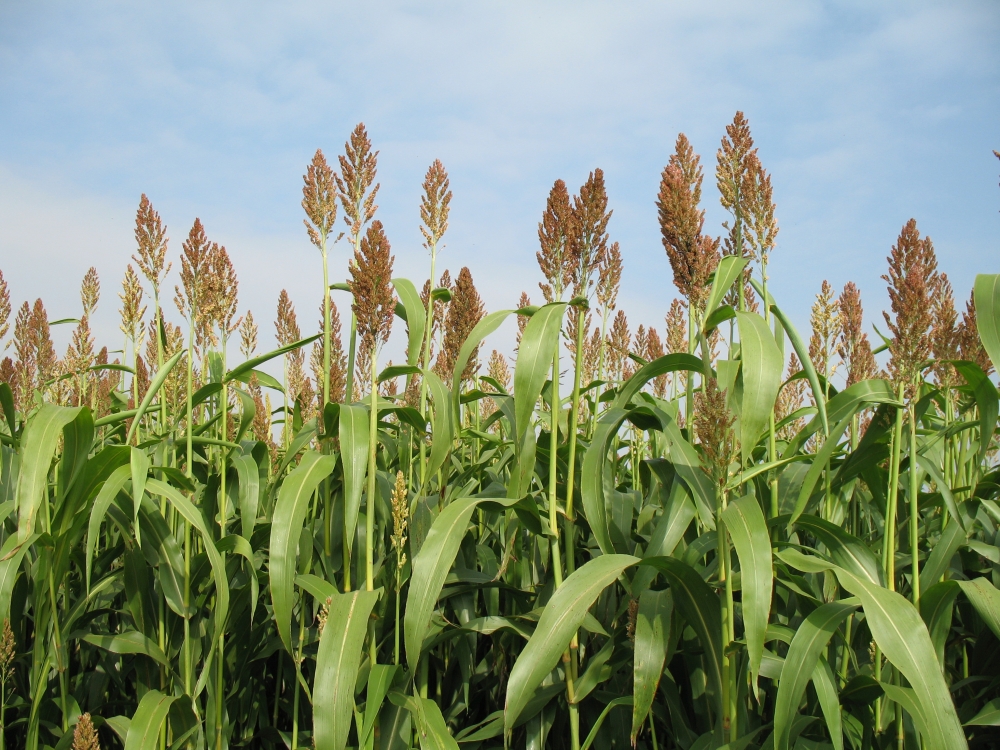 INRAA VEILLE SCIENTIFIQUE: Production mondiale de céréales en 2020: Le ...