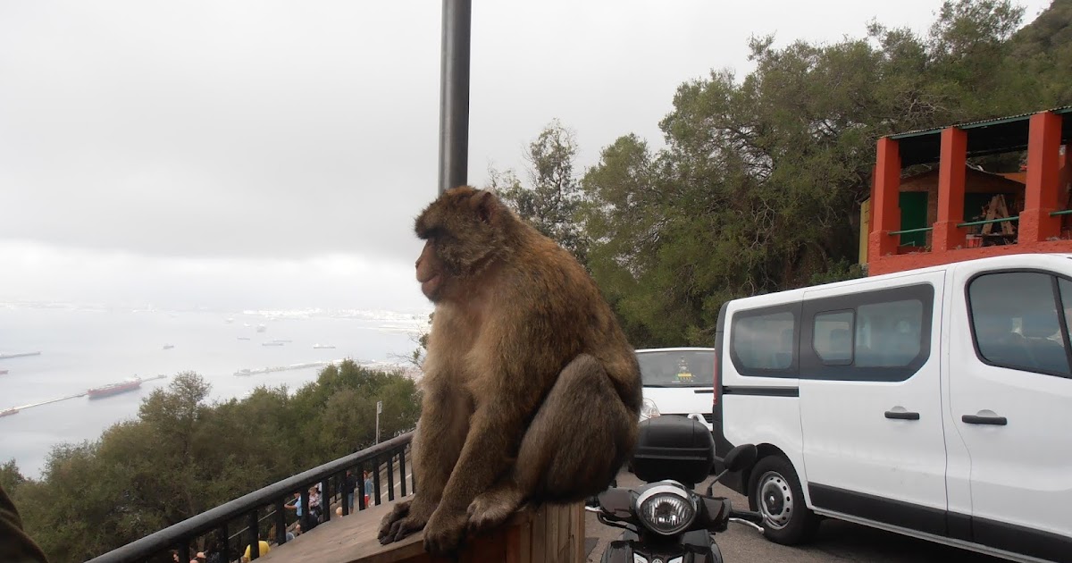 Bwana joen kynästä: Euroopan ainoa luonnonvarainen apina
