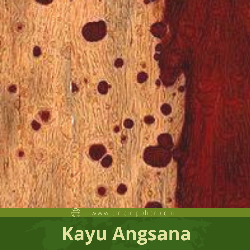 Yuk Coba Mengenali Sifat Kayu dari Pohon Angsana! - Ciriciripohon.com