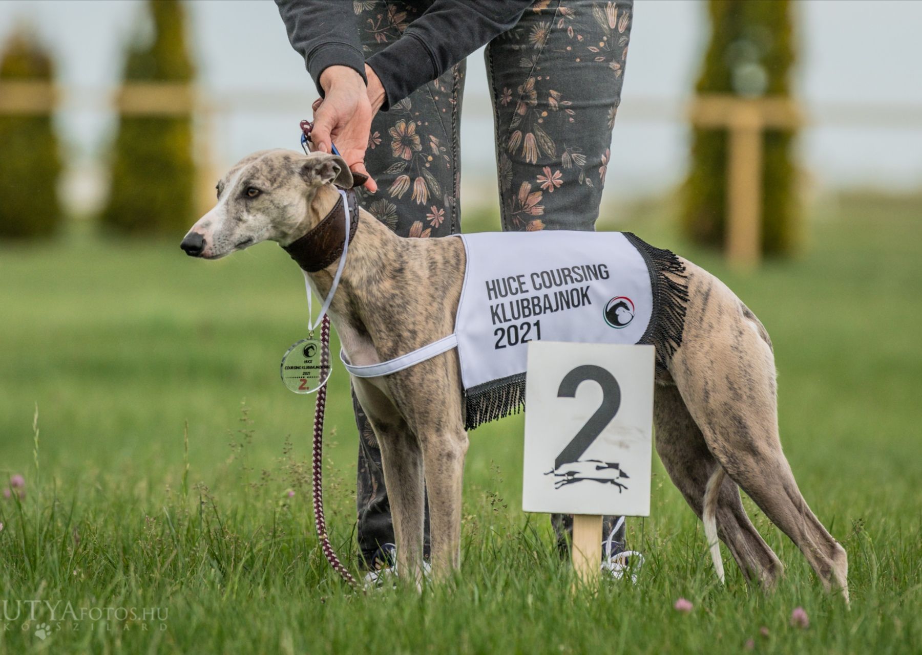 GALLERY OF THE IMLADRIS WHIPPET PUPPIES