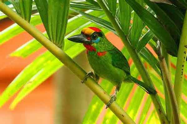 Gambar jenis Burung Takur Dan Macam – Macam Warnanya