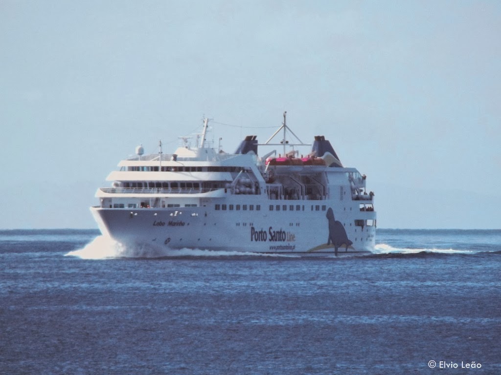 O Mar do Porto Santo: Lobo Marinho chegando ao porto Santo