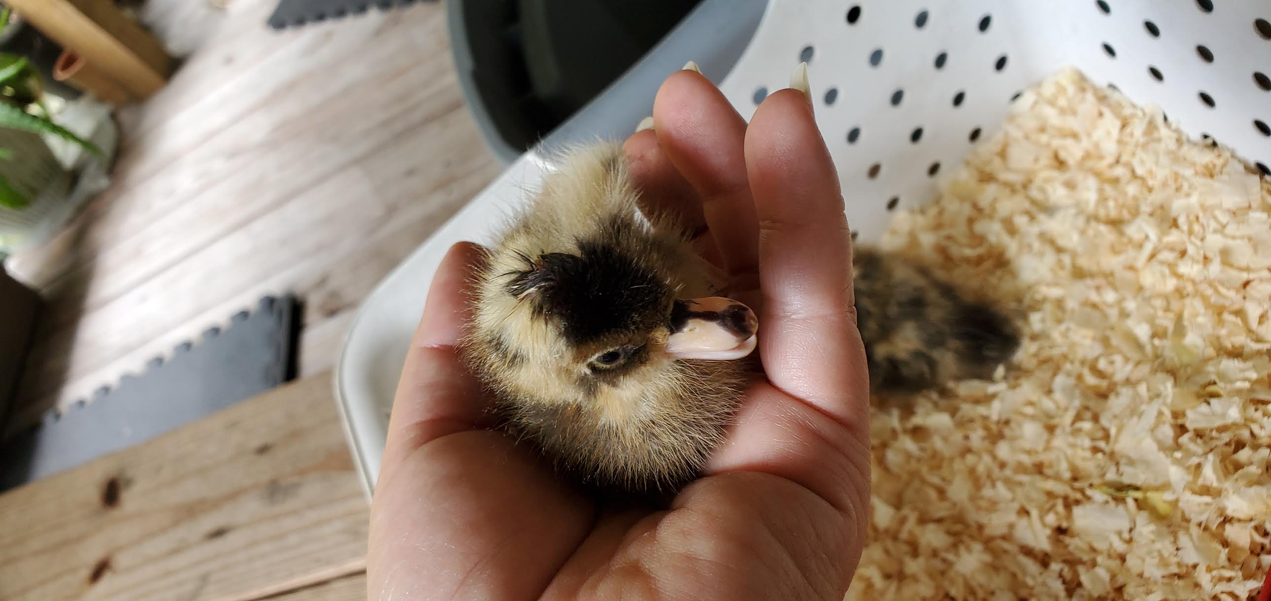 Blue Sky Country Farm: Penciled Call Duck