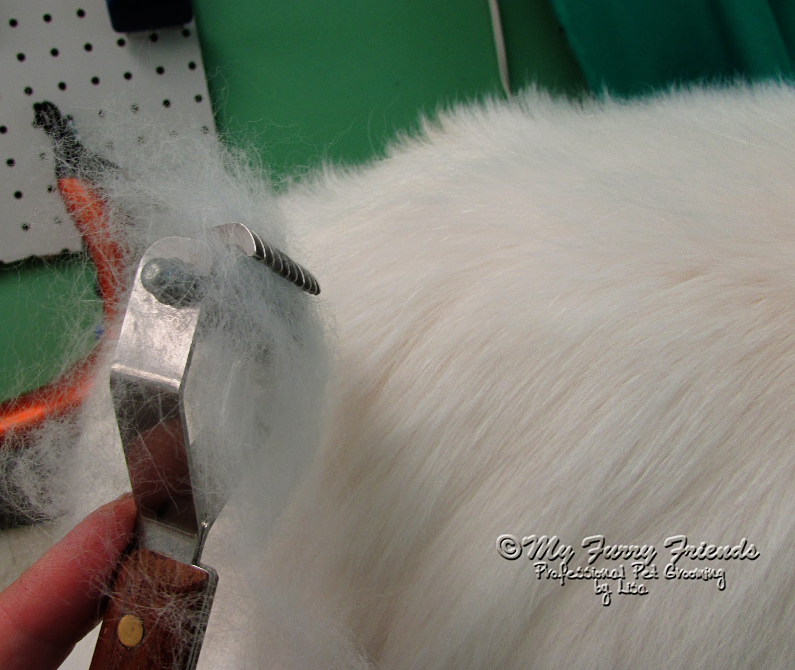 Pet Grooming: The Good, The Bad, & The Furry: Monday Makeover #10 ...