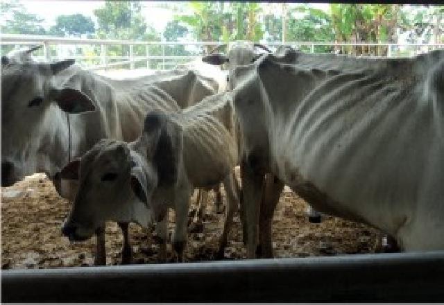 Kreasi Maahasiswa: Menegement perkandangan dan management kesehatan