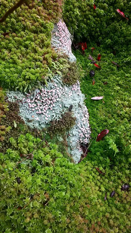 Camosun Blog : Lipstick Lichen, Fairy Puke (fungi) and a boot stuck in ...