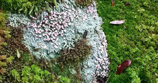 Camosun Blog : Lipstick Lichen, Fairy Puke (fungi) and a boot stuck in ...