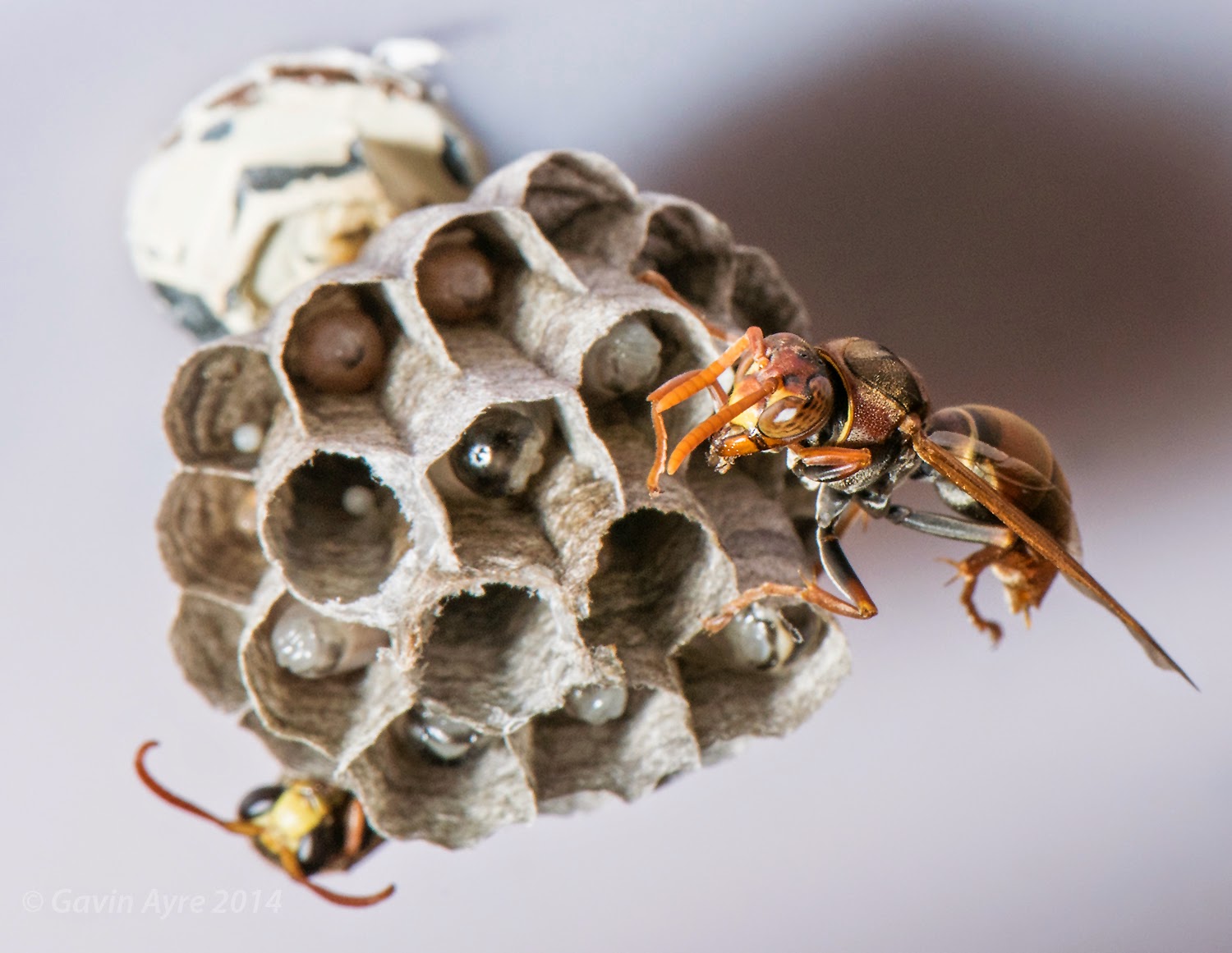 Wildlife of the Hunter Valley: Paper wasps