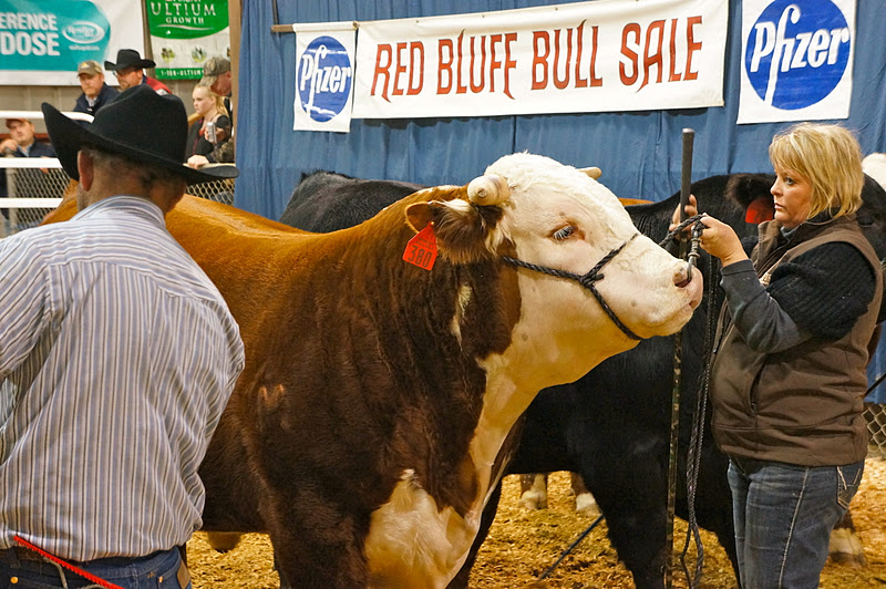 Pine Creek Style: Its Red Bluff Bull Sale Time...