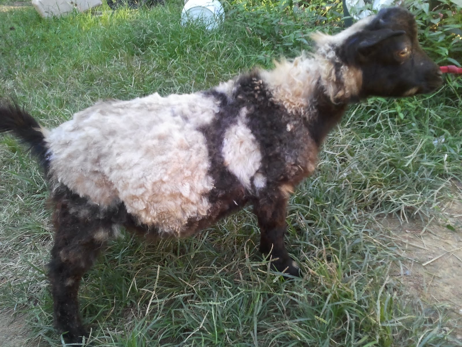 ANVO Acres: Nigora Breeding Plans