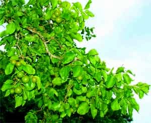 Ashwini Nakshatra Tree – Which is the tree associated with Ashvini ...