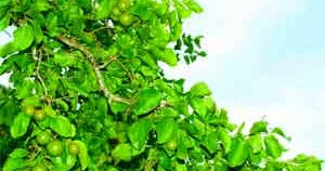 Aswathy Nakshatra Tree – Which is the tree associated with Ashwathy ...