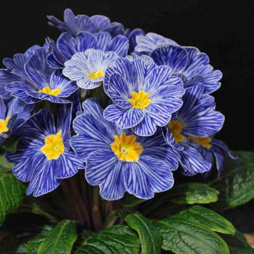 Content in a Cottage: Zebra Blue Primrose