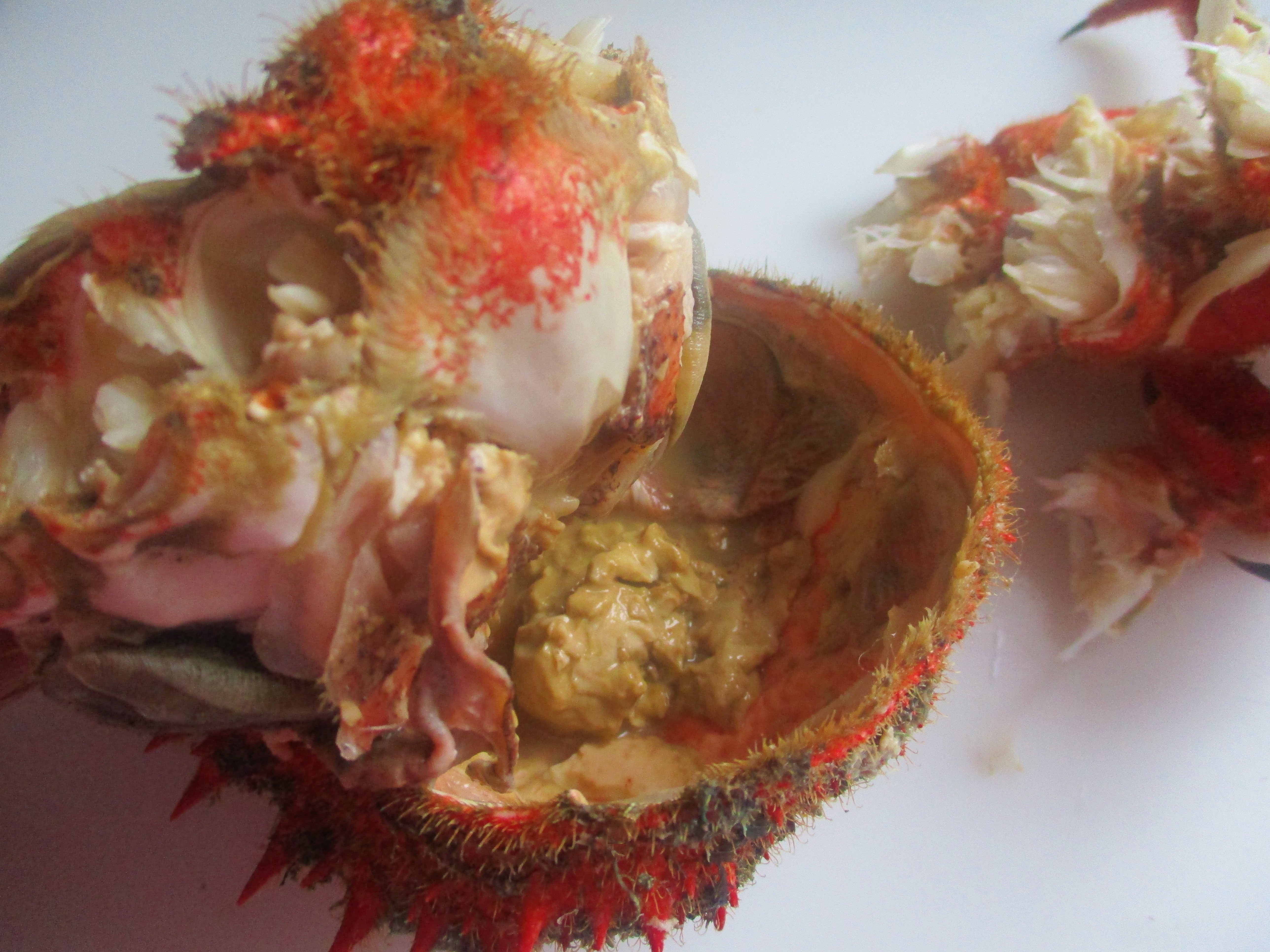 Aquí se cocina: Centollos (centollas) de las rías gallegas