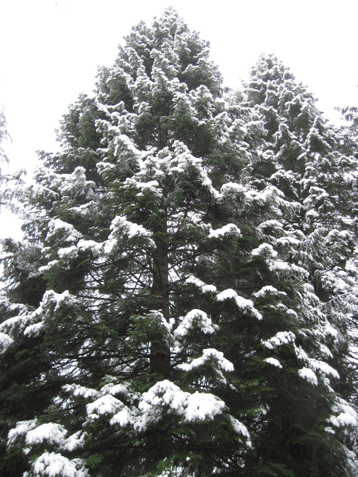 Little House on Brush Prairie: Snow Falling on Cedars
