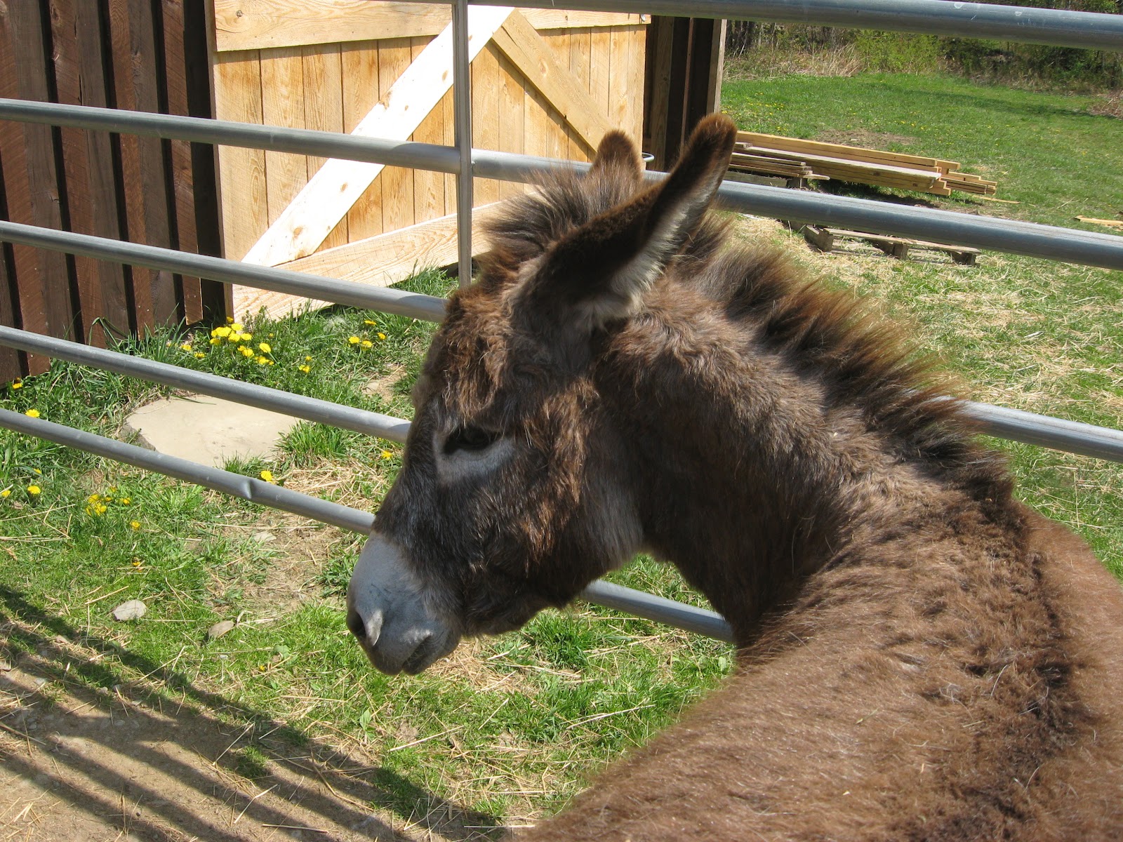 The Dancing Donkey: Donkey Em's Tips & Techniques For Training Humans