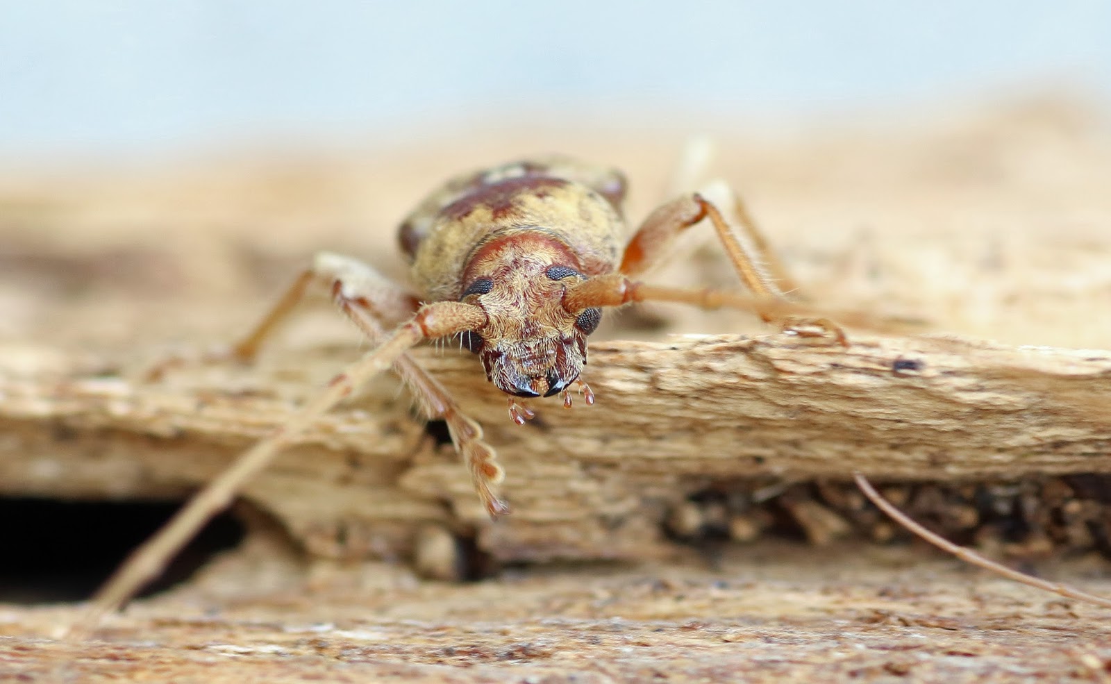 MObugs: Red Oak Borer