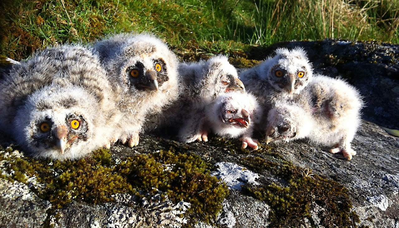 Ruffled Feathers: Cuckoo, Cuckoo, Cuckoo