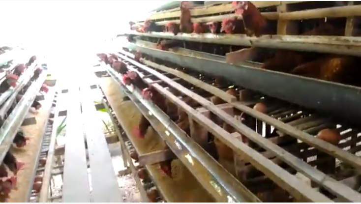 Cara Pemberian Pakan Ayam Petelur - Pintu Dunia