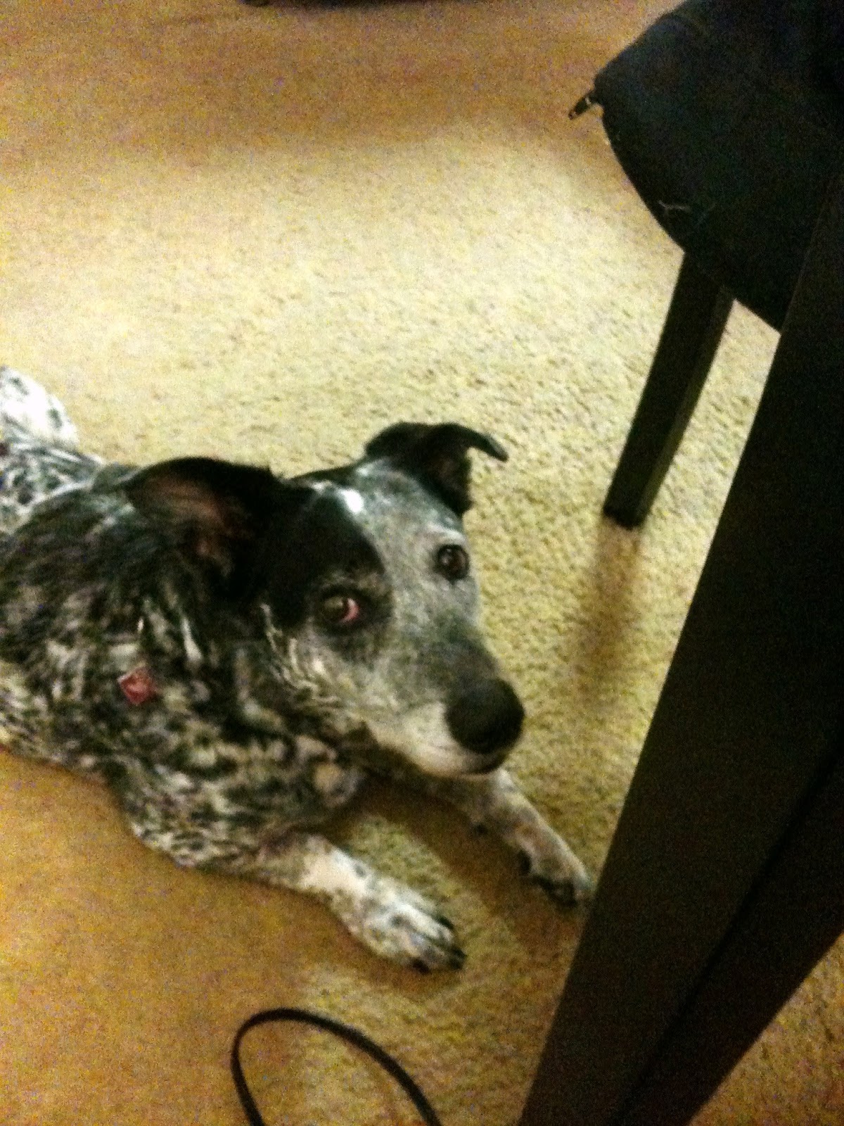 Sister Stamps: Doogie Doggie