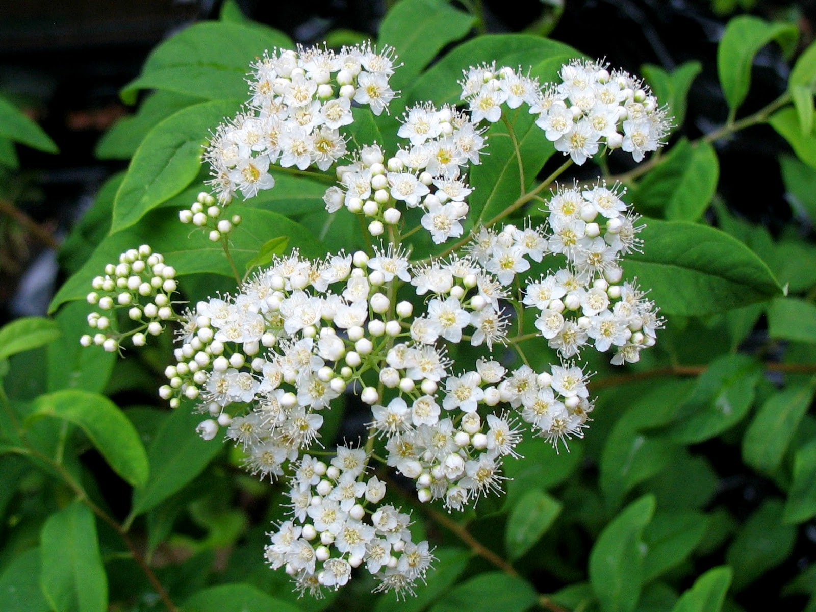 Using Georgia Native Plants: Our Own Spireas