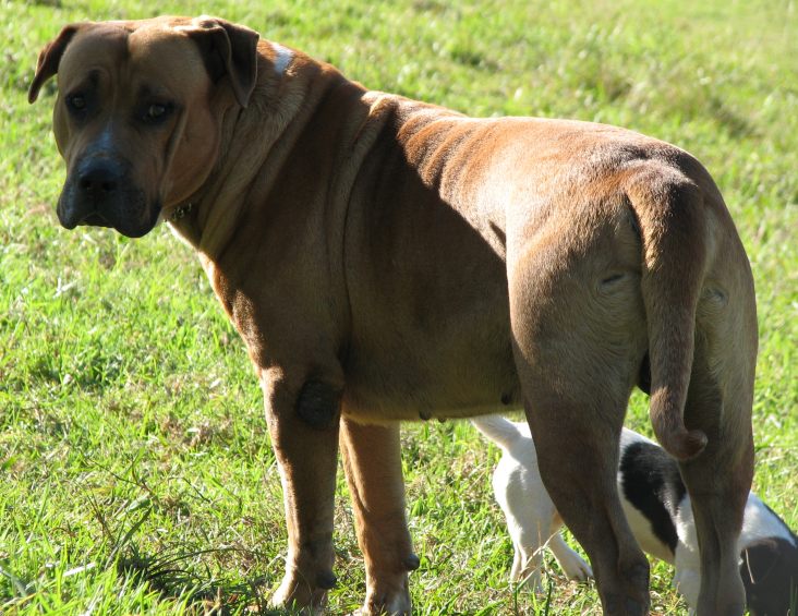 Molosos y Perros de Presa: El bandog: