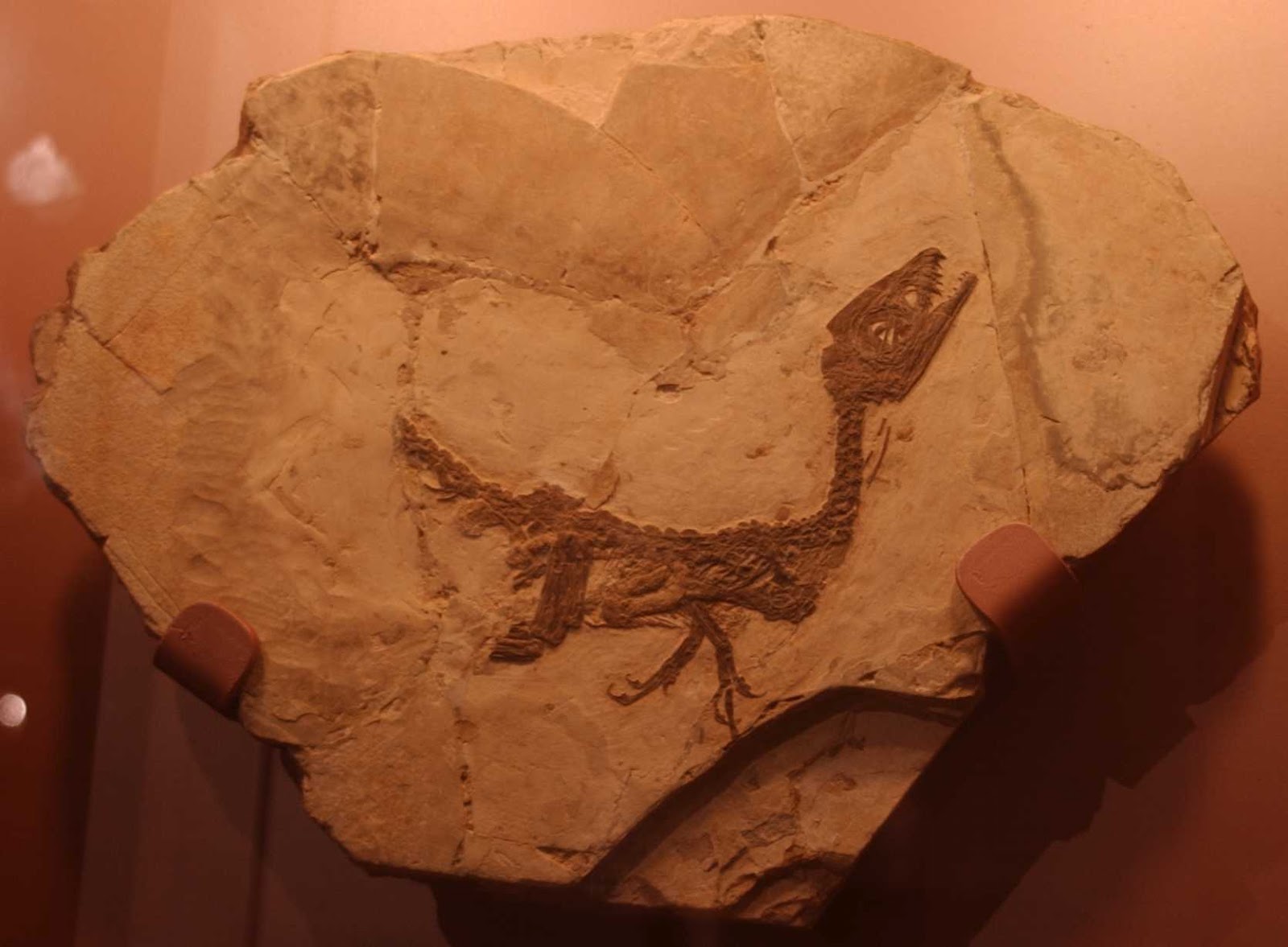 SCUOLA MATERNA ZAIRA SGORBATI: I FOSSILI