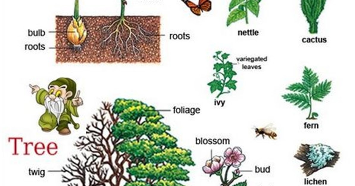 Basic words of Trees in English and Gujarati - IELTS gig