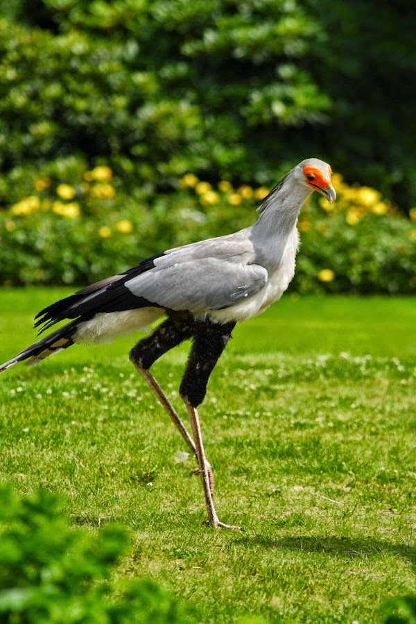 SECRETARY BIRD photos - wallpapers | the fun bank