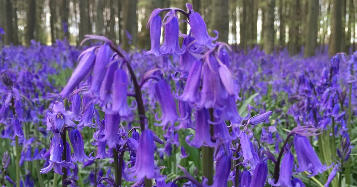 Bluebells in an English forest