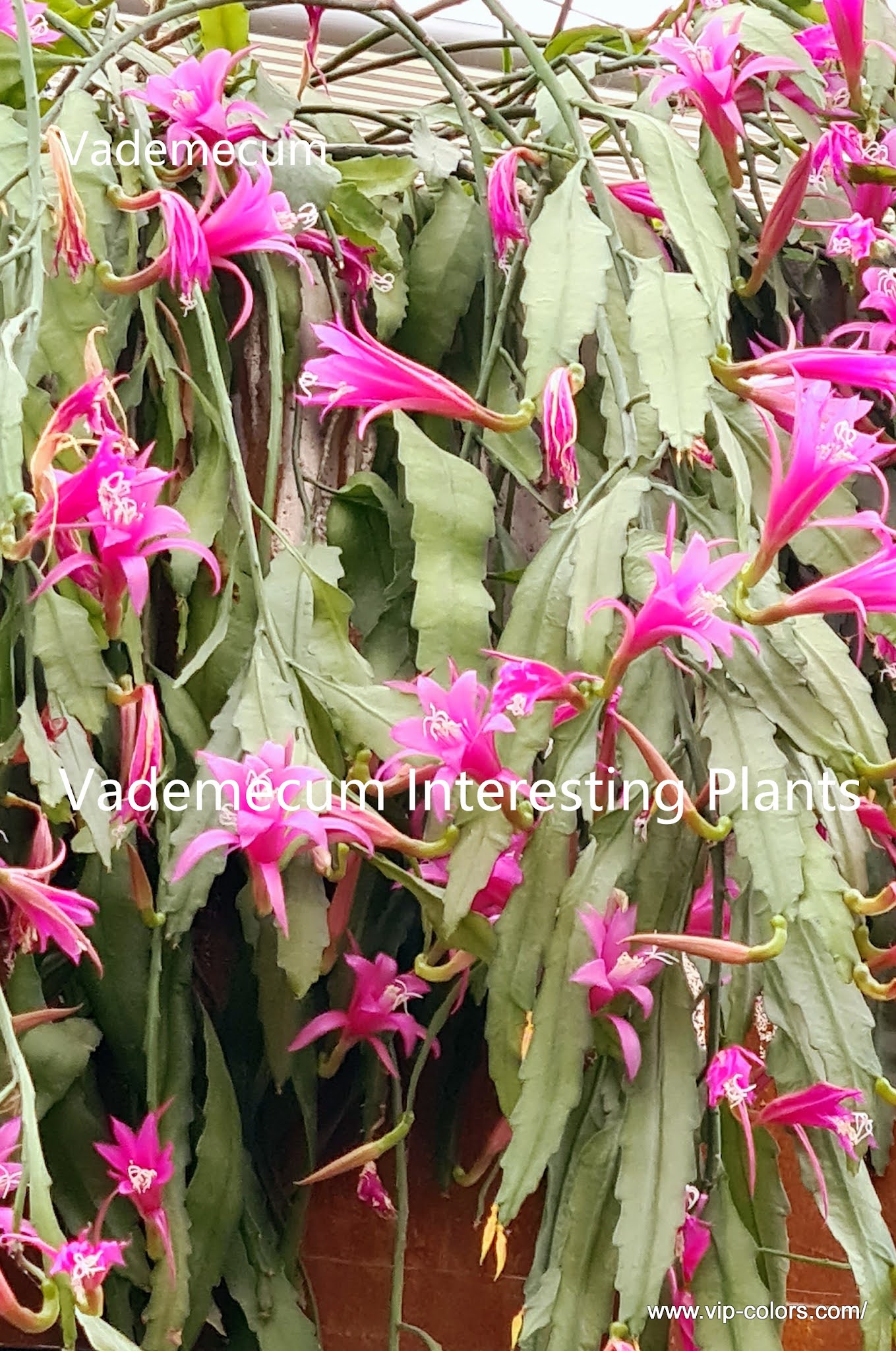 Vademecum Interesting Plants: Disocactus nelsonii - (Disokaktus Nelsona)