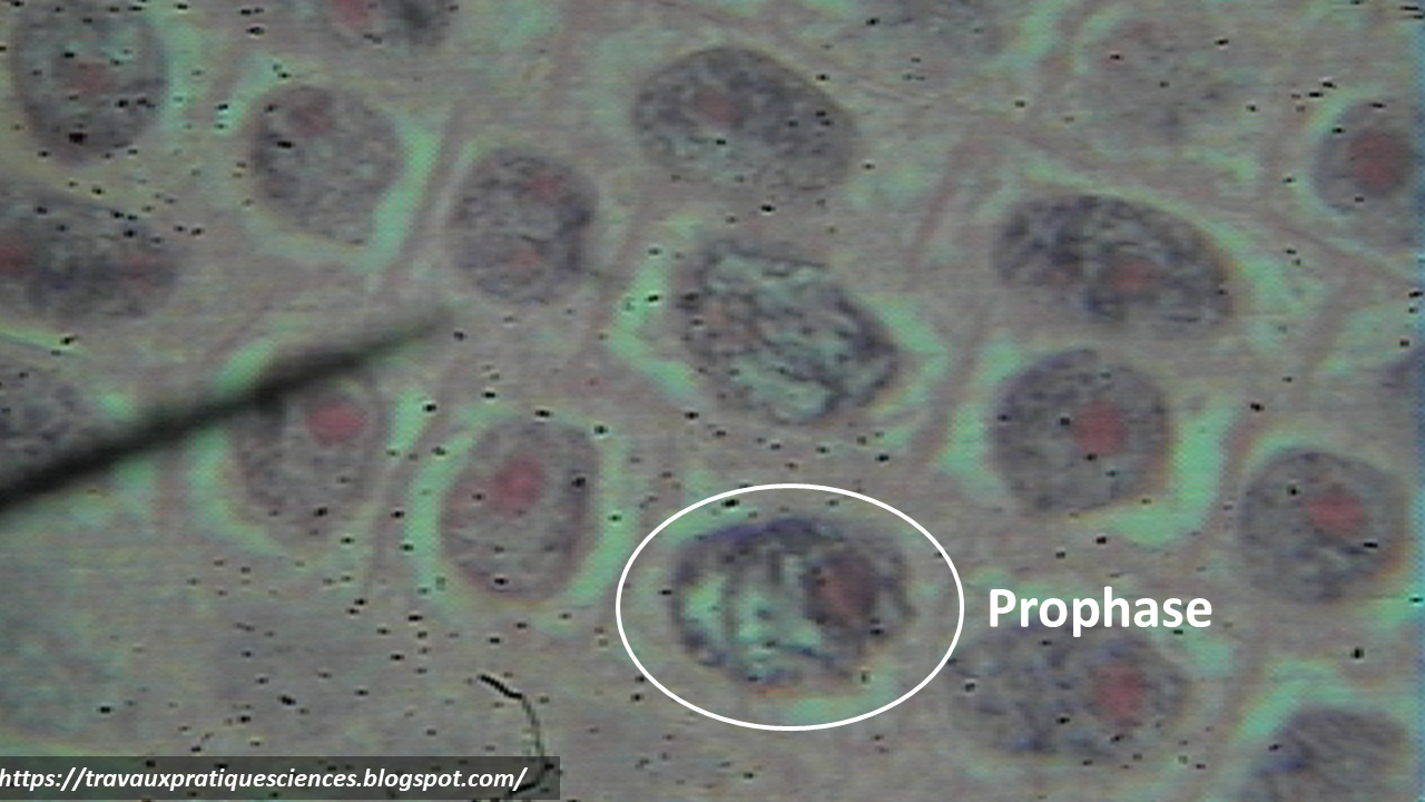 LA MITOSE: COMMENT IDENTIFIER LES DIFFÉRENTS STADES? - Travaux ...