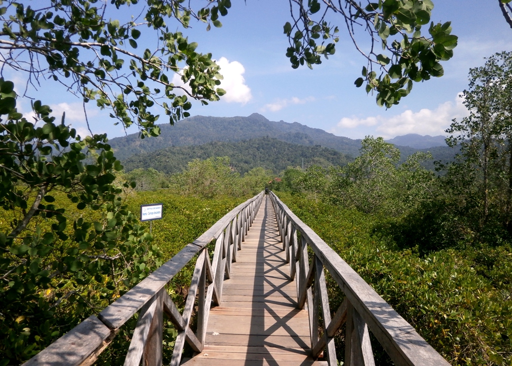 dolandolen: Taman Mangrove dan Jembatan Cengkrong Trenggalek