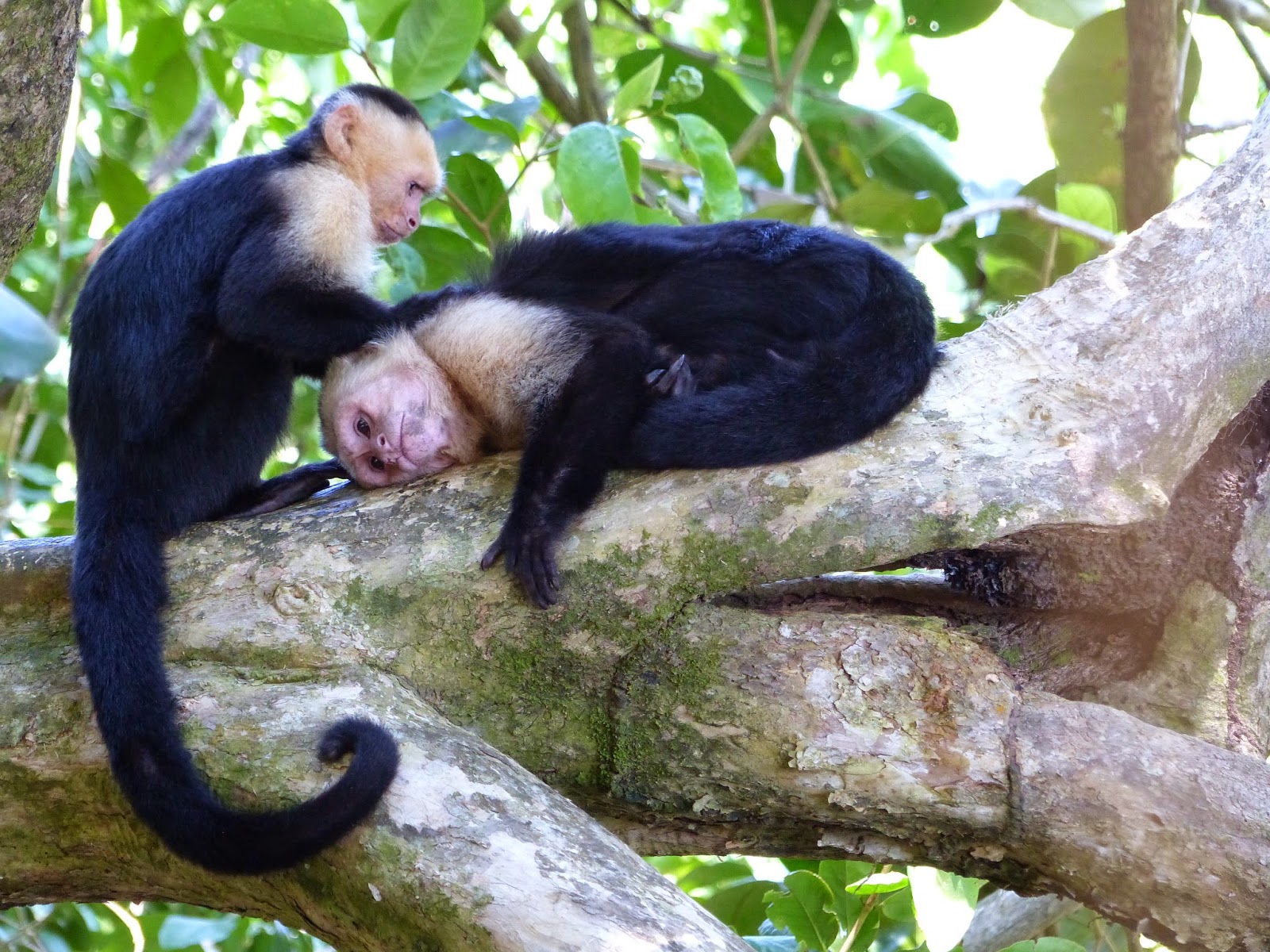 Espacio dedicado a la naturaleza: Mono capuchino cariblanco (Cebus ...