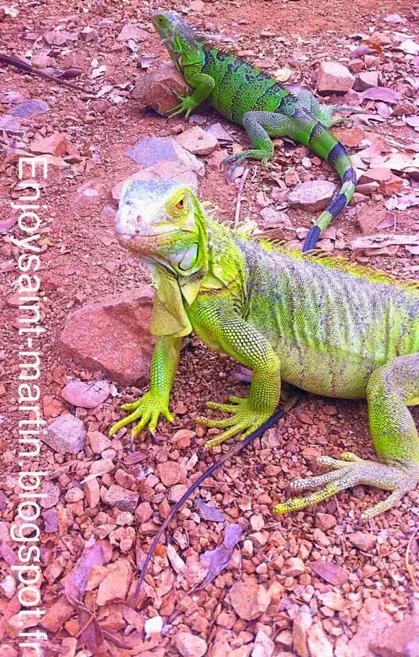 Enjoy Saint-Martin : Faune & Flore