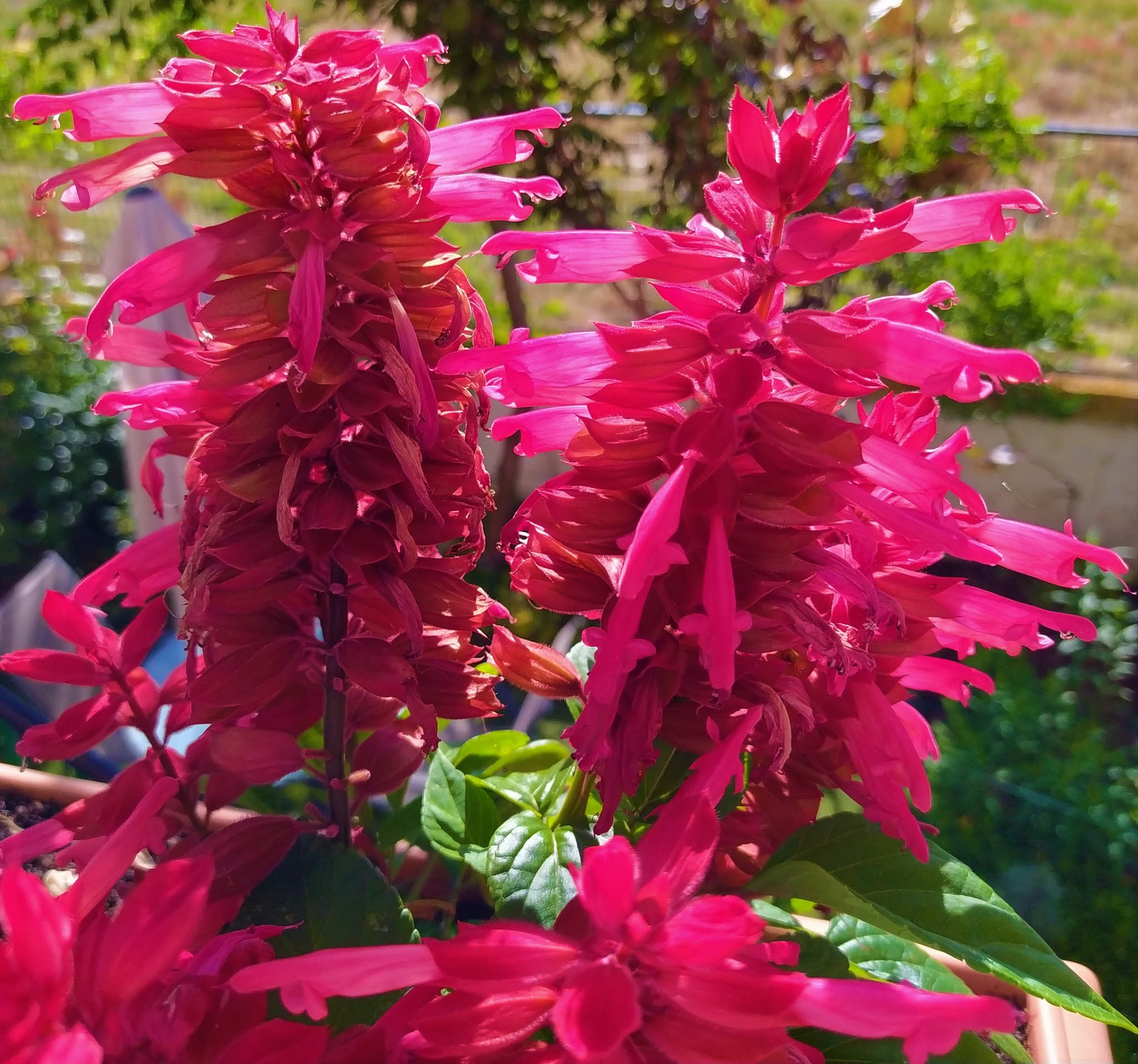 Biosfera vegetal.: Salvia roja (Salvia splendens Sellow ex Schult.).