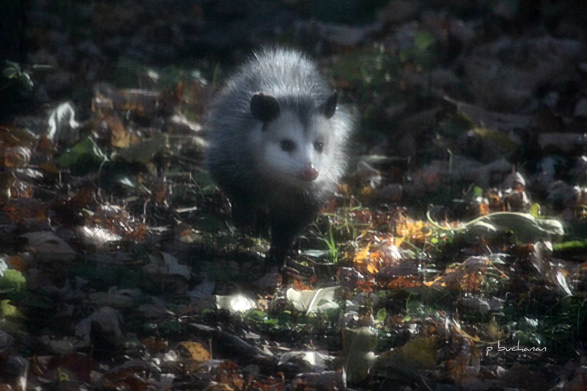 Blue's Blog: Backyard critters...