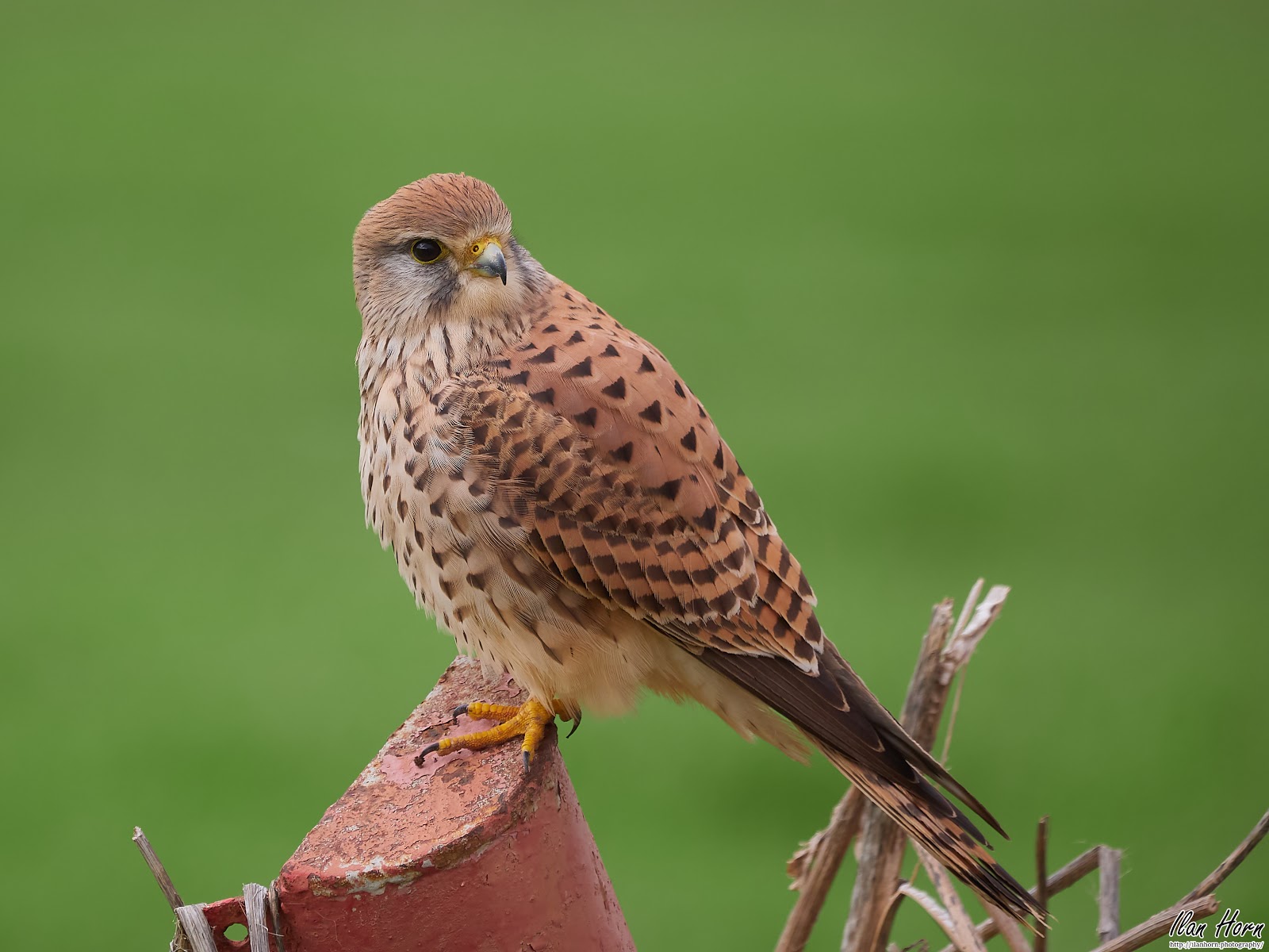Kestrel