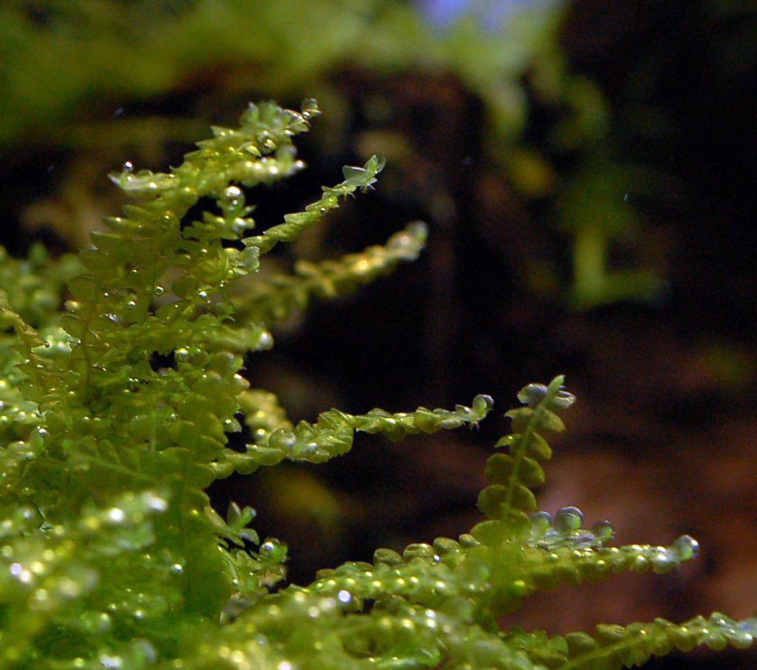 Aquatic Mosses.: Pearl Moss - Blepharostoma trichophyllum