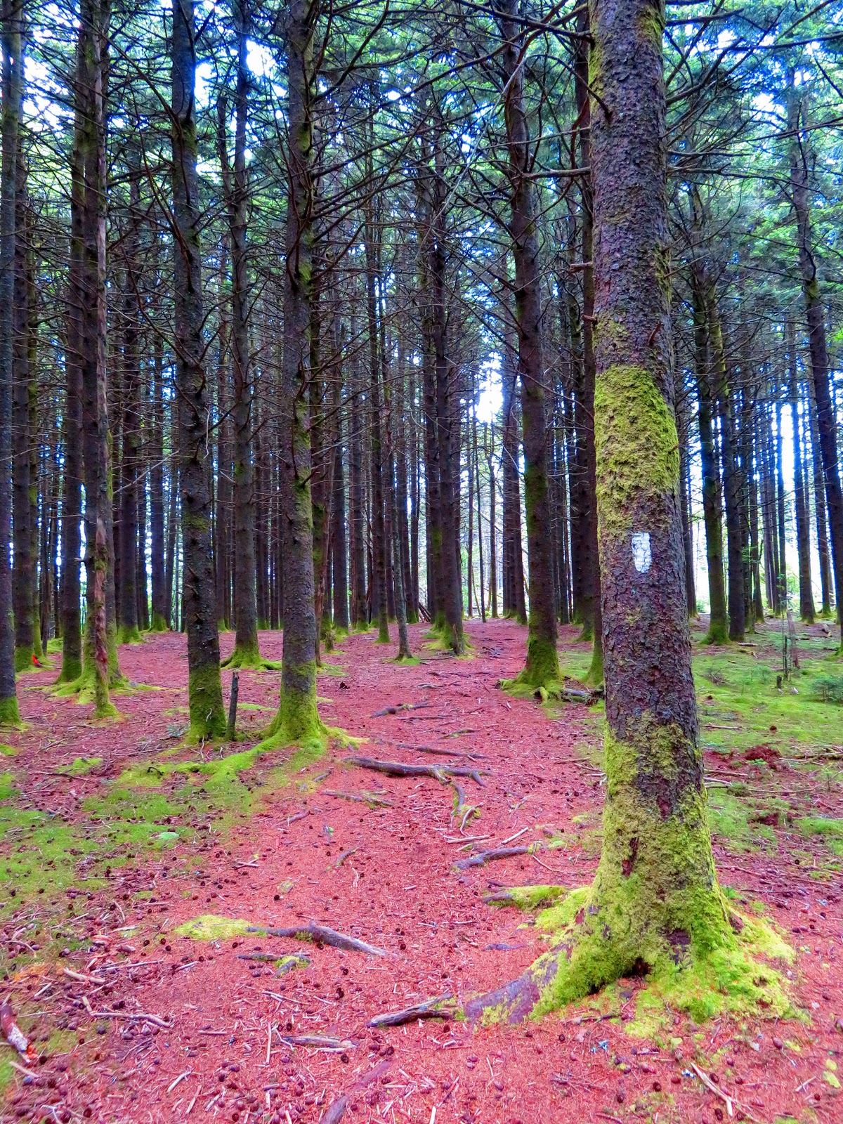 Tales From The Wood Booger: The Emerald Forest, Beauty Spot & Rock ...